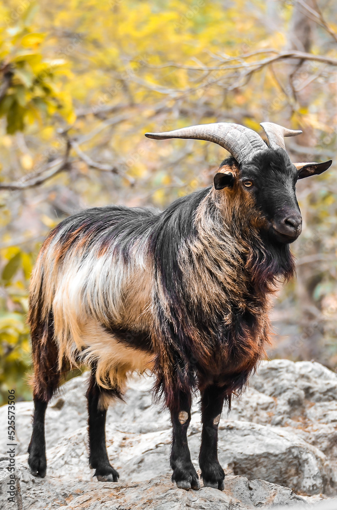 Male feral mountain goat head on with large horns head on. Long-haired ...