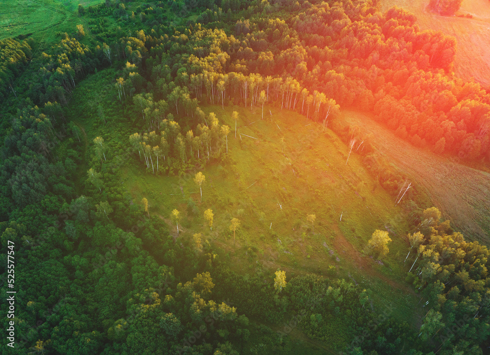 Forest destruction and felling of trees, drone view. Deforestation ...