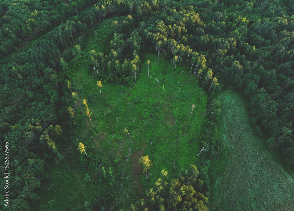 Forest destruction and felling of trees, drone view. Deforestation ...
