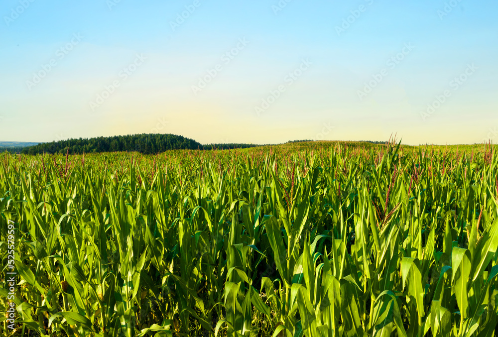 Corn field background. Corn on the green stalk in the field. Maize ...