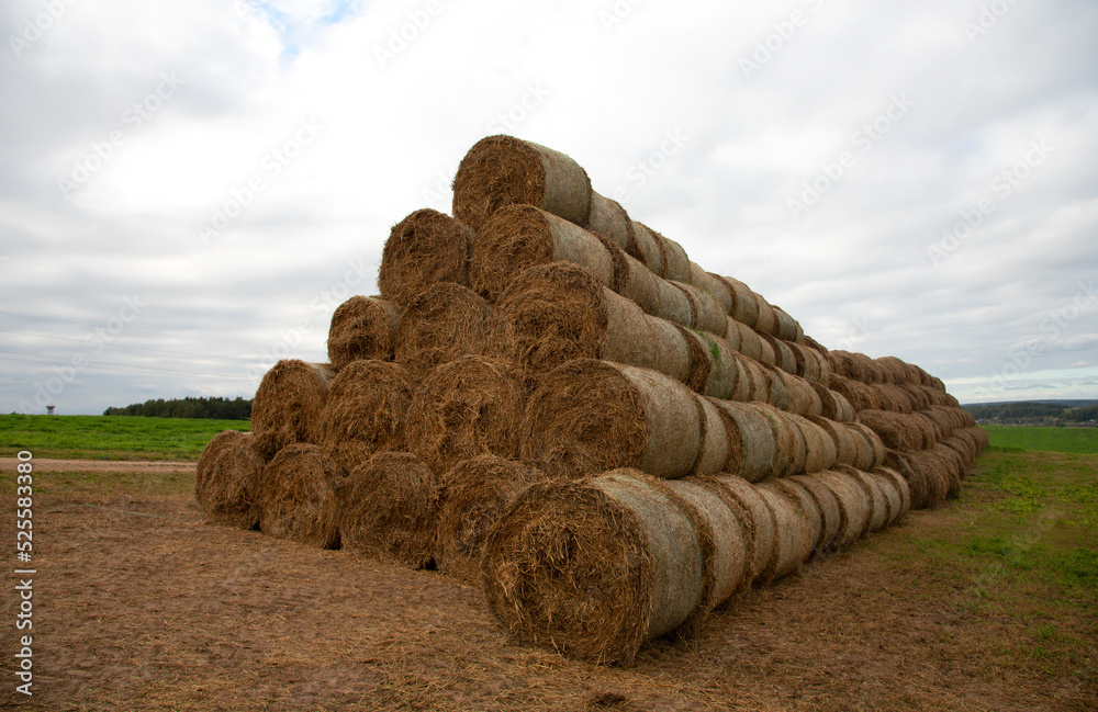 Hay storage in field near farm. Haystacks prepared for animal feed in ...