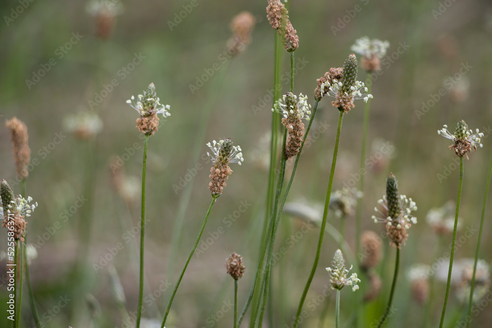 Plantain lanceolate . Plantain lanceolate flowers in their natural ...