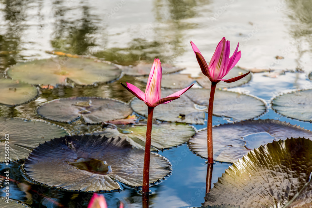 Pink red water lily flowers with floating leaves starting to bloom on ...