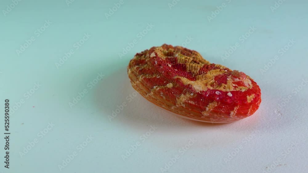 Haliotis, common name abalone, is the only genus in the family ...