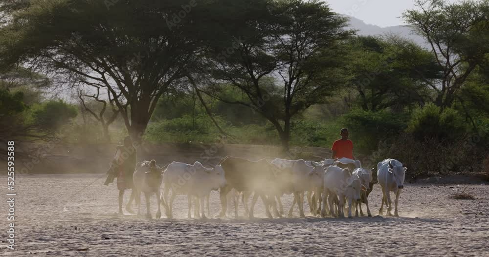 Video Stock Climate change.drought.water crisis.Close-up .African men ...