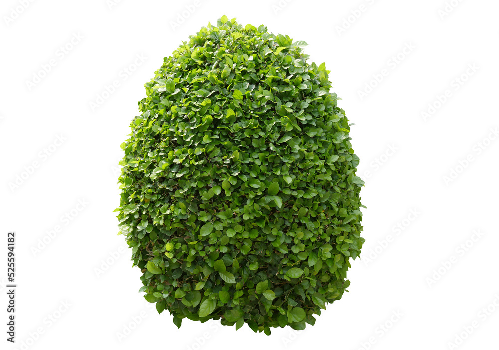 bush isolated transparency background. Stock Photo | Adobe Stock