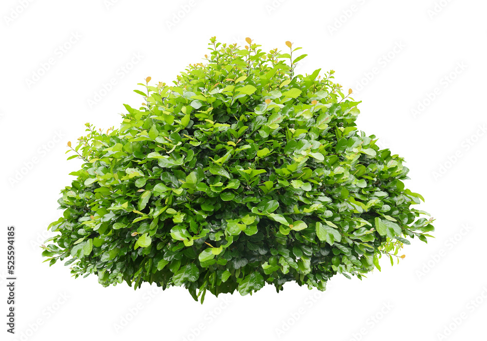 bush isolated transparency background. Stock Photo | Adobe Stock