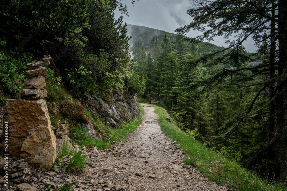 Beautiful mountain hiking trail in a forest among trees with a foggy ...