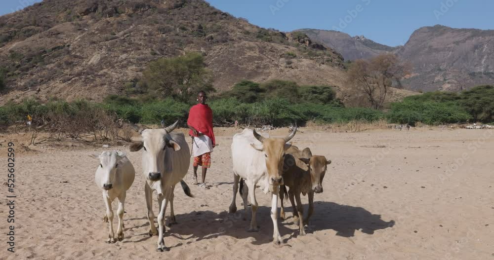 Climate change.drought.water crisis.Close-up front view.African man ...