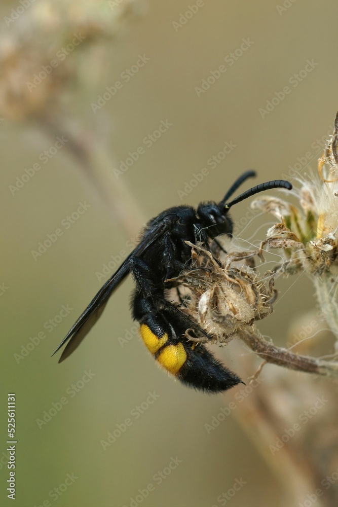 Vertical closeup on a harmless mediterranean scollid wasp , Scolia ...