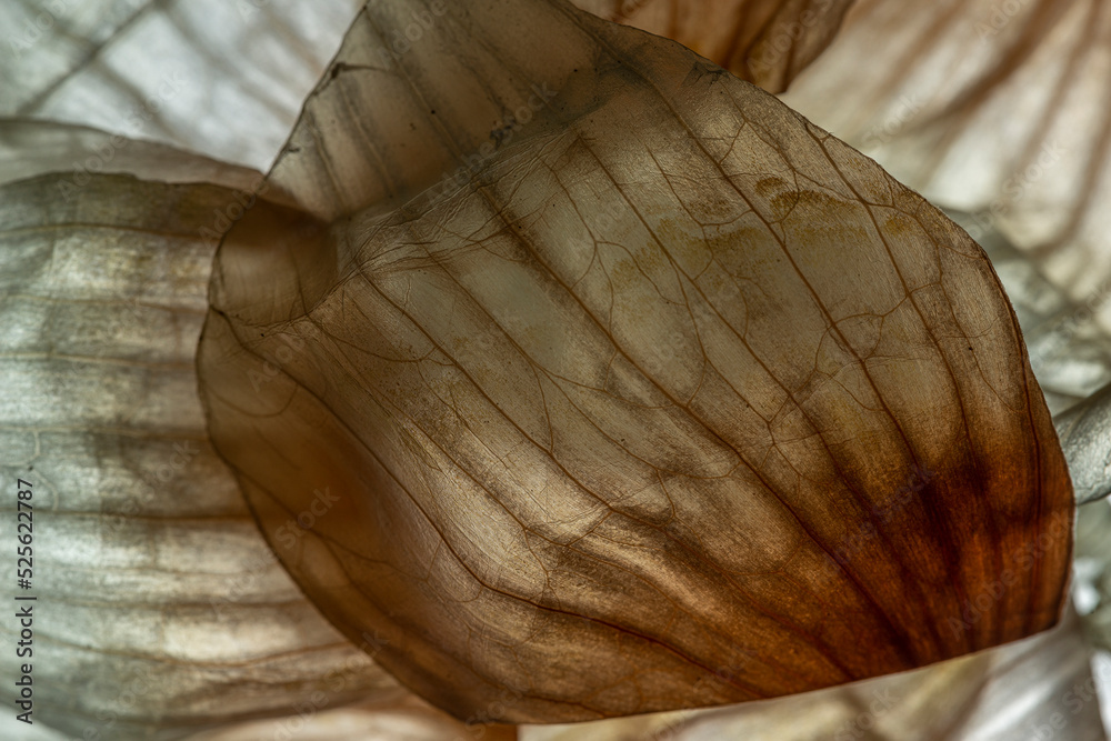 macro photography of peel leaf texture (onion), you can see cells foto ...