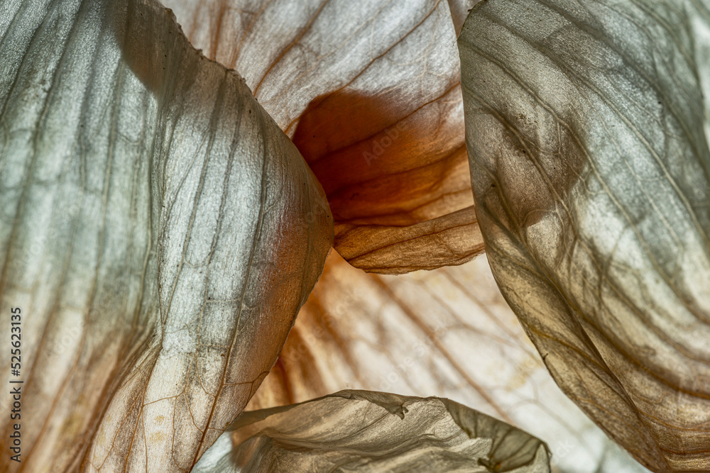 macro photography of peel leaf texture (onion), you can see cells Stock ...