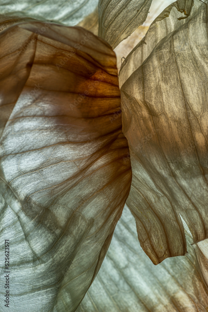 macro photography of peel leaf texture (onion), you can see cells Stock ...