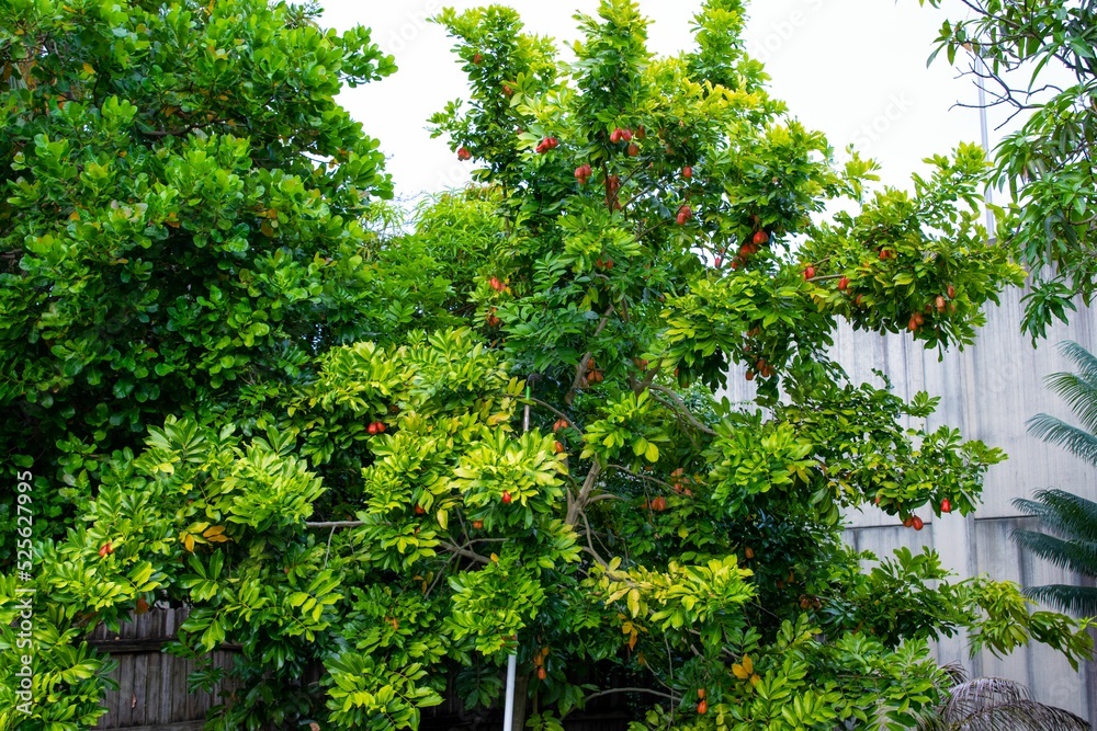 Ackee tree with lots of fruits in the garden Stock Photo | Adobe Stock