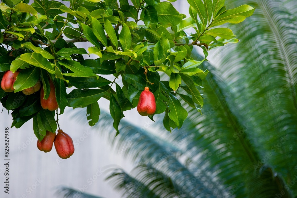 Ackee tree with lots of fruits in the garden Stock Photo | Adobe Stock