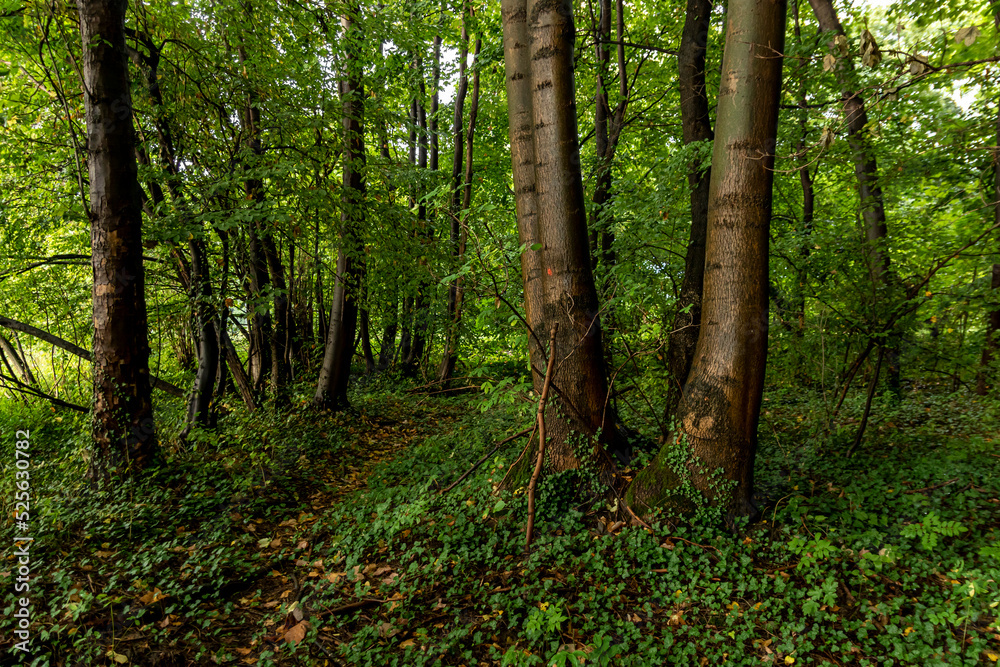 Deciduous Forest Rain