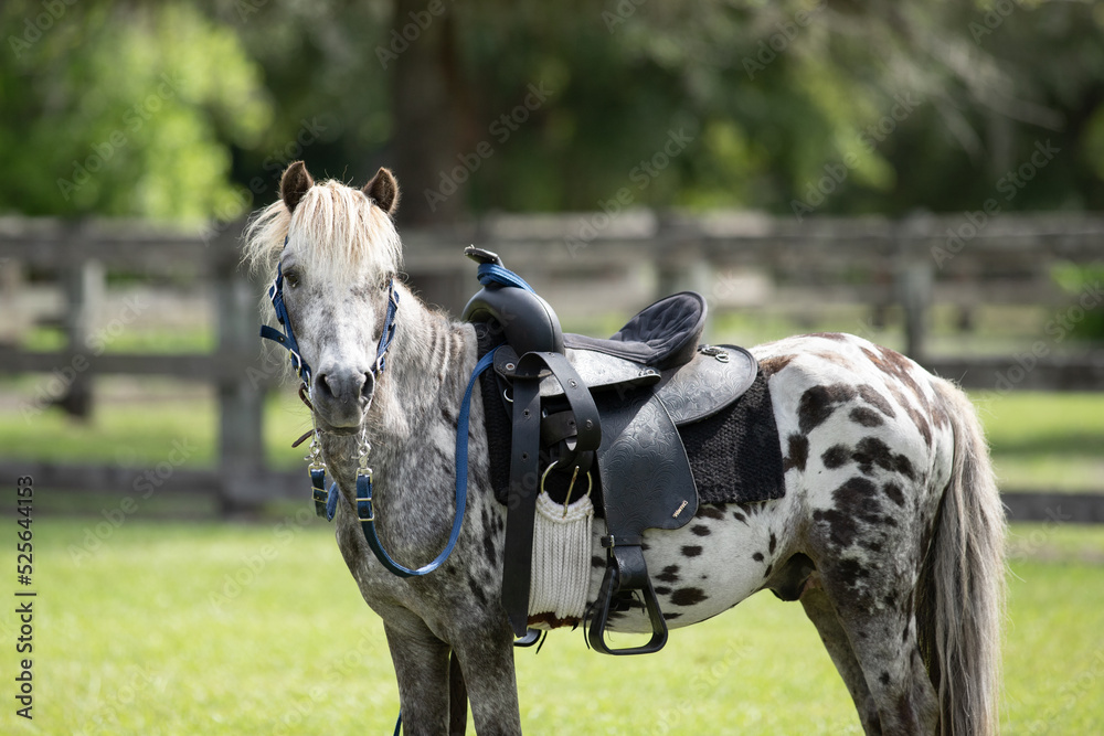 Miniature Appaloosa Horse in Western Saddle Stock Photo | Adobe Stock