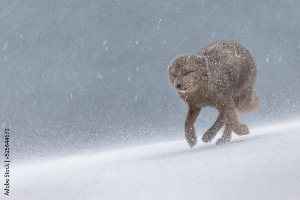 Arctic Fox running in the snow at Hornstrandir Nature Reserve in ...