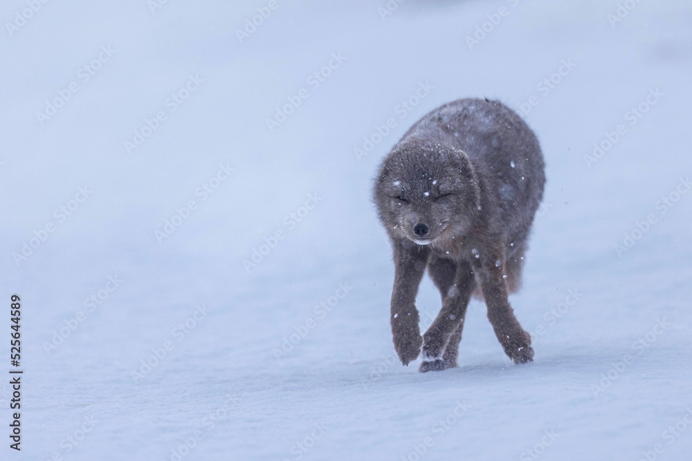 Arctic Fox wandering in the snow at Hornstrandir Nature Reserve in ...