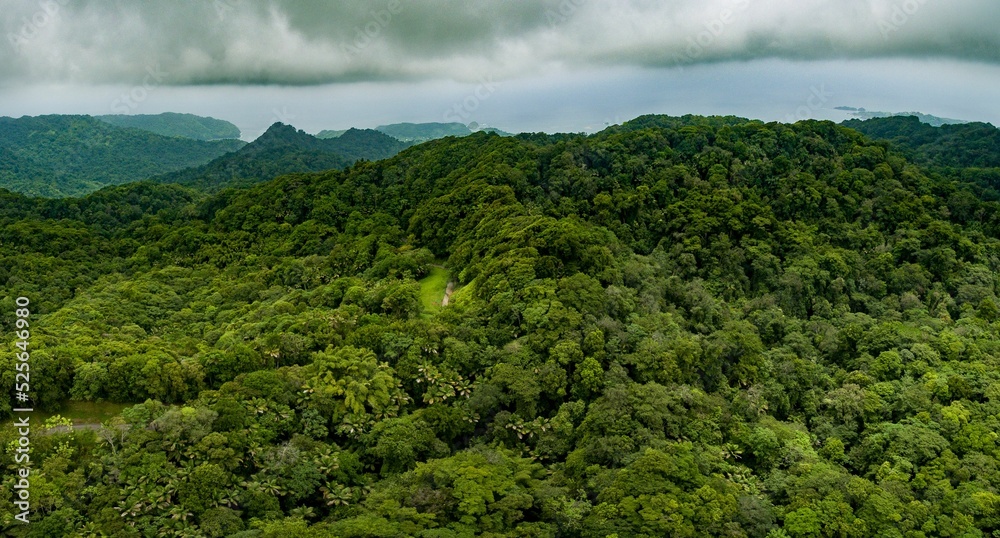 Main Ridge Forest Reserve Primary Forest in UNESCO North-East Tobago ...
