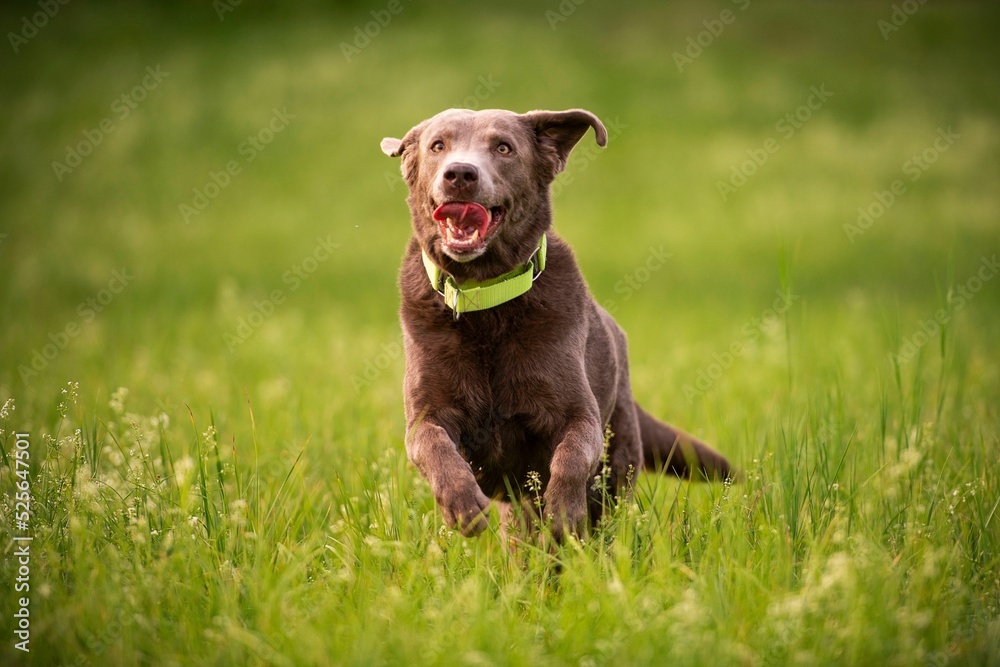 Labrador dog jumping Stock Photo | Adobe Stock