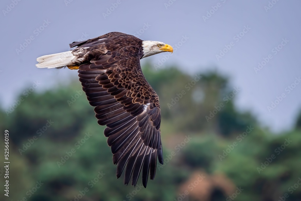 Bald Eagle captured in midflight flying low over the ground Stock Photo ...