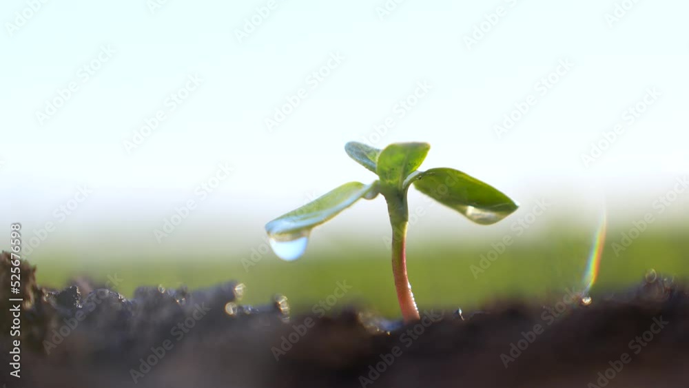 Agriculture. A farmer hand water green sprout. Green seedling in soil ...