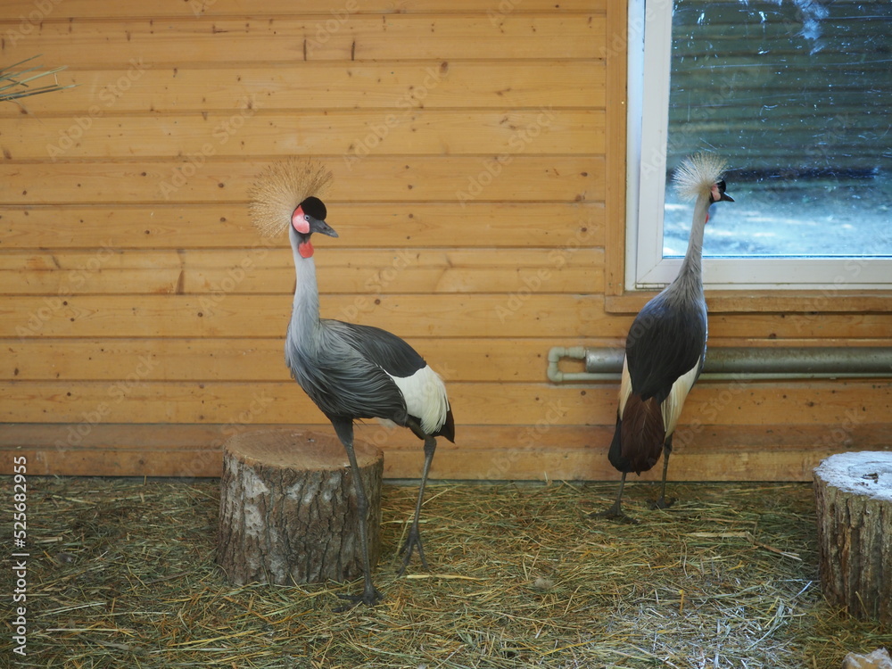 The Eastern crowned crane is a bird of the family of real cranes Stock ...