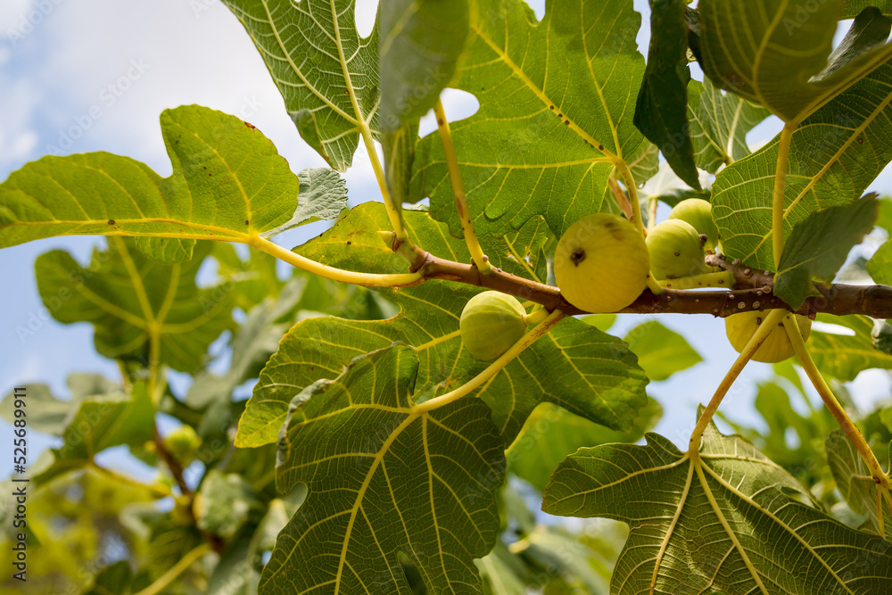 Branches of fig tree, Ficus carica with green leaves and fruit ...