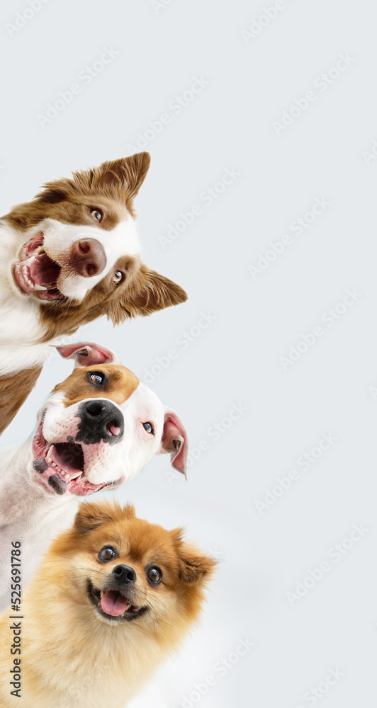 Vertical banner three happy dogs in a row looking at camera. Isolated ...