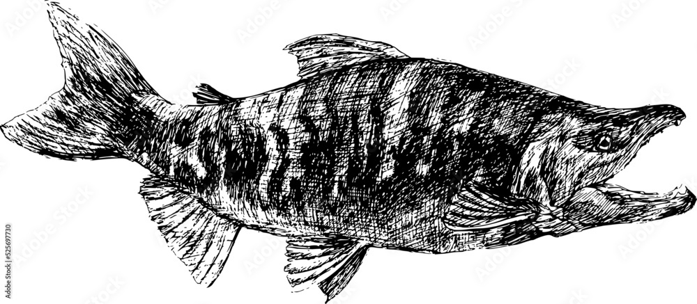 Chum salmon black and white vintage realistic illustration hand drawing ...
