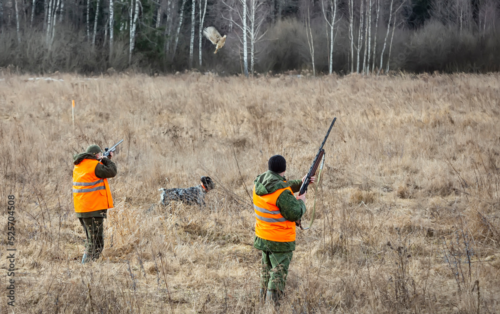Pheasant hunting, hunters with guns and a dog are standing in the tall ...
