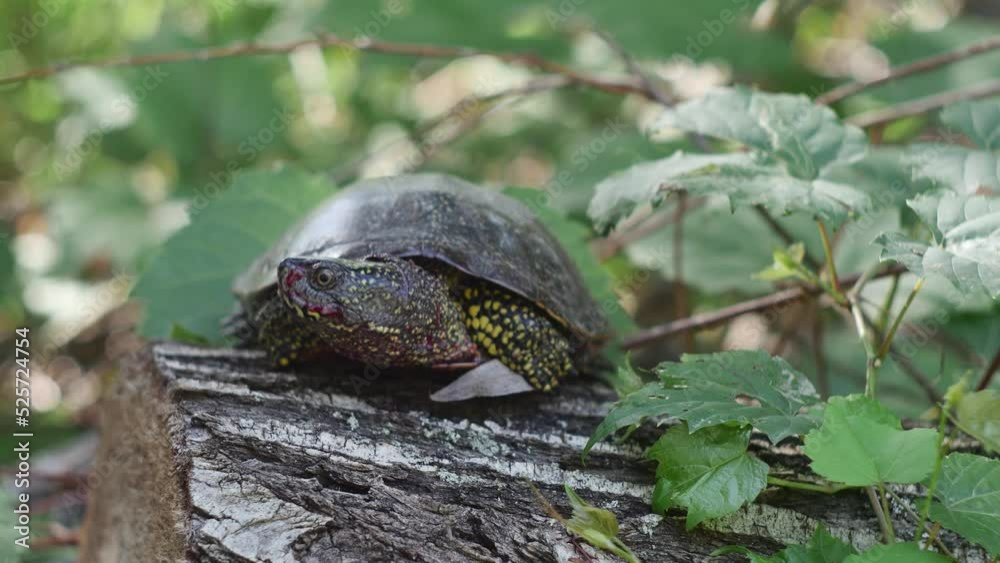 a turtle with a bloody muzzle jumps off a stump in a summer forest ...