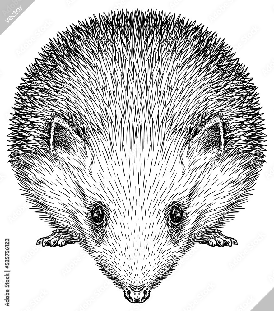 Vintage engrave isolated hedgehog set illustration cut ink sketch. Wild ...
