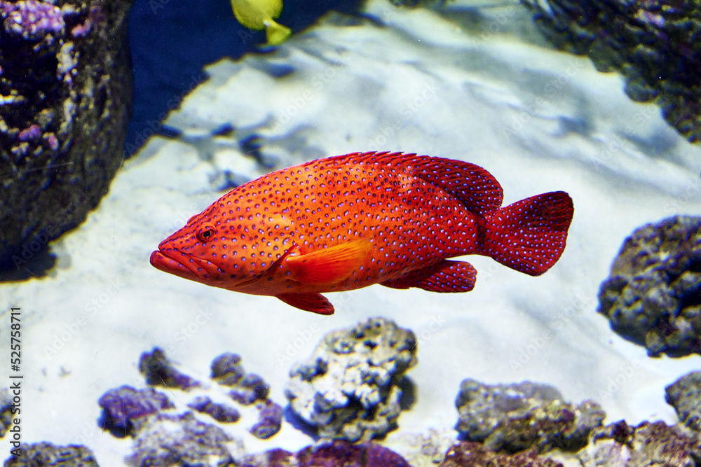 The red grouper, or American black or red merow Epinephelus morio is a ...