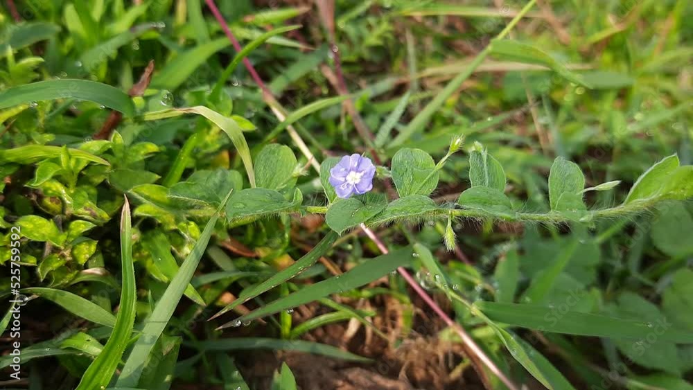 Evolvulus glomeratus flower. It is a flowering plant from the family ...
