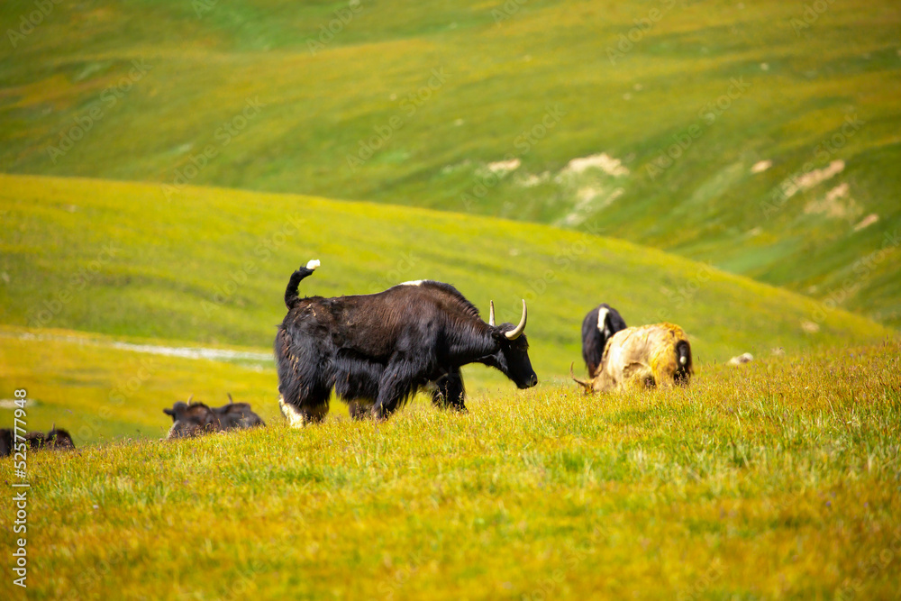 A herd of yaks graze in the mountains. Himalayan big yak in a beautiful ...