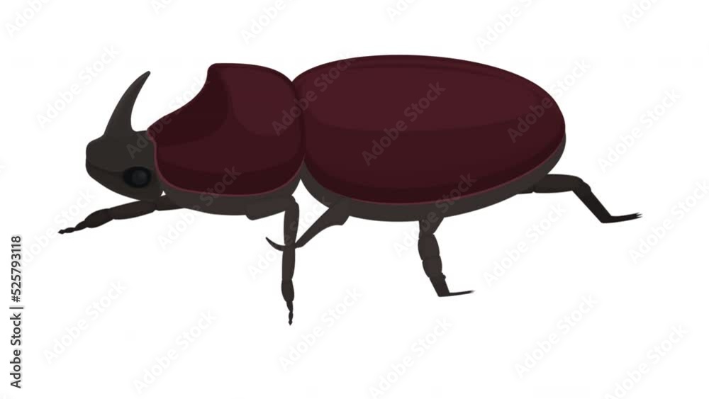 Insect beetle. Rhino beetle animation, alpha channel enabled. Cartoon ...