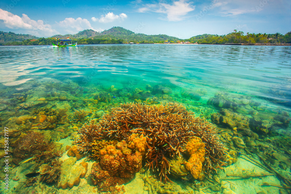 enjoy a tropical beach vacation. enjoy the beauty of coral reefs ...
