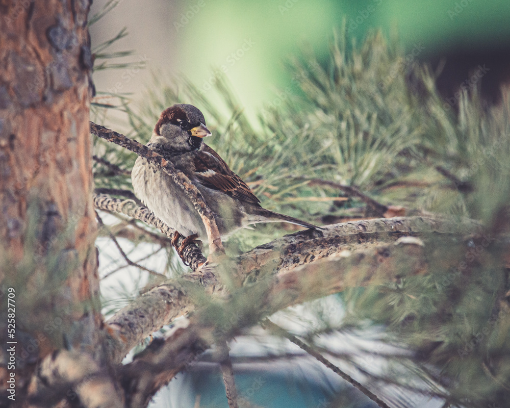 The sparrow is a small bird of the passerine family. Sparrows are the ...