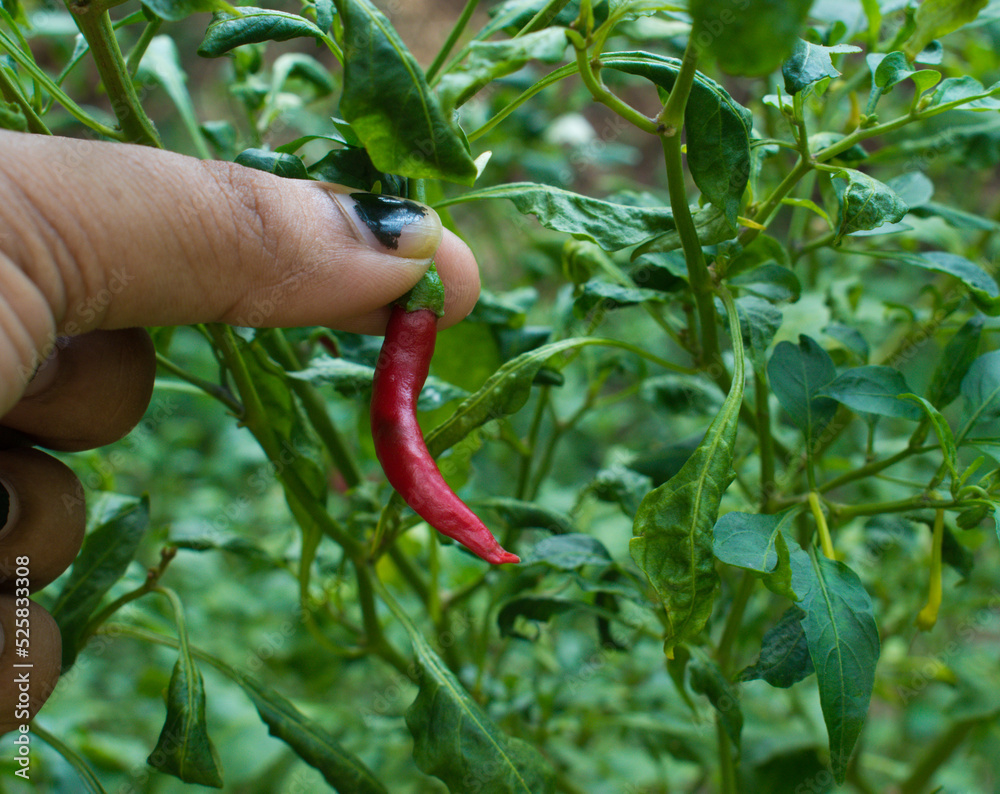plucking fresh red chilly with hand from plants in the farm against ...