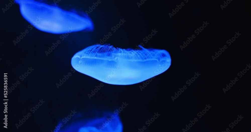 White medusa. Underwater shot of Aurelia Hawaii, moon jellyfish, saucer ...