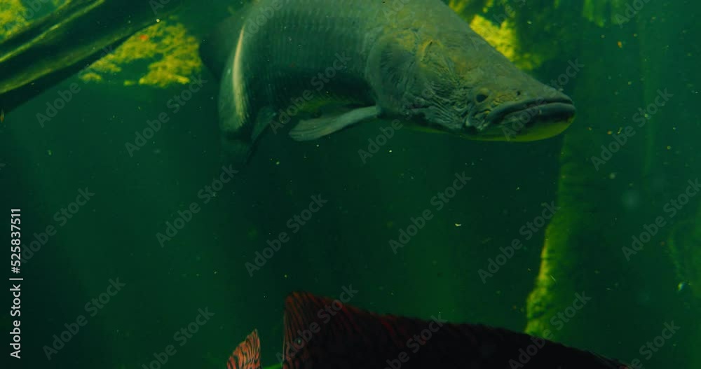 Arapaima gigas or pirarucu fish swimming in pond. It carnivore native ...