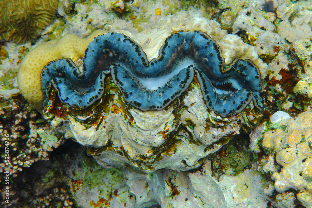 Foto de underwater world, cockle Giant Clam in the Red Sea Colorful and ...