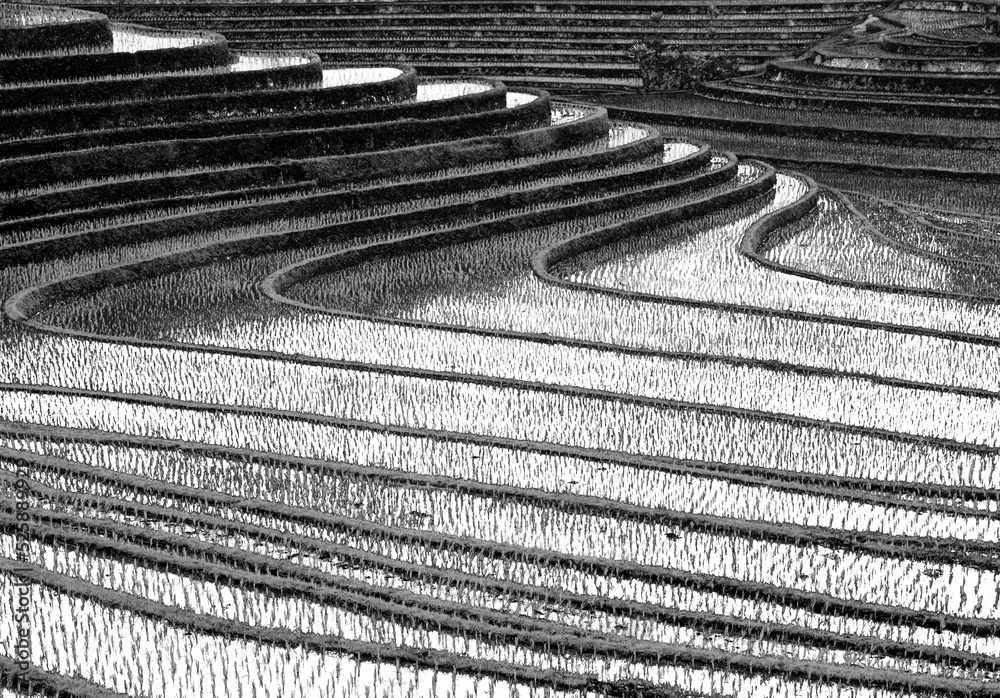 Water-filled rice terraces at Central Bali; Indonesia Stock Photo ...