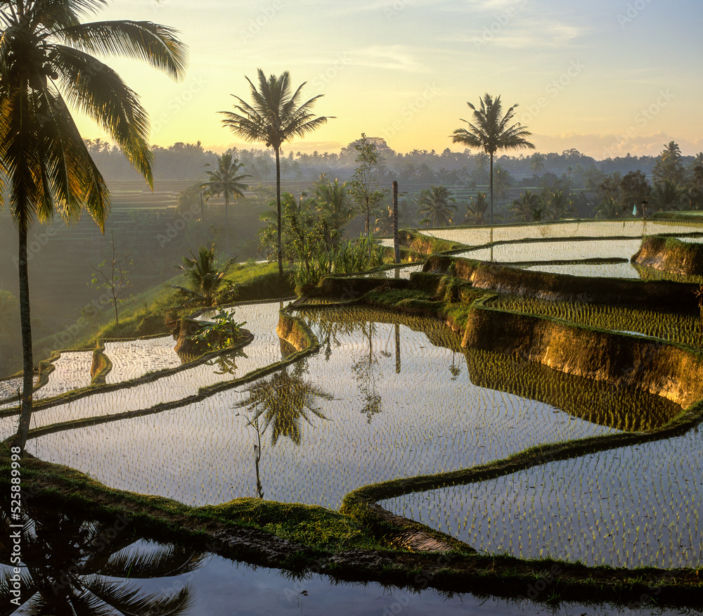 Water-filled rice terraces at Tegallalang, Bali, Indonesia Stock Photo ...