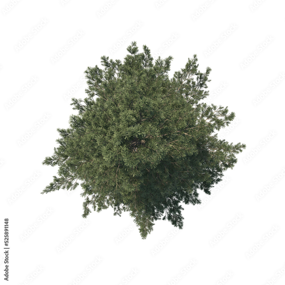 high quality trees from top view realistic 3d render illustrations for ...