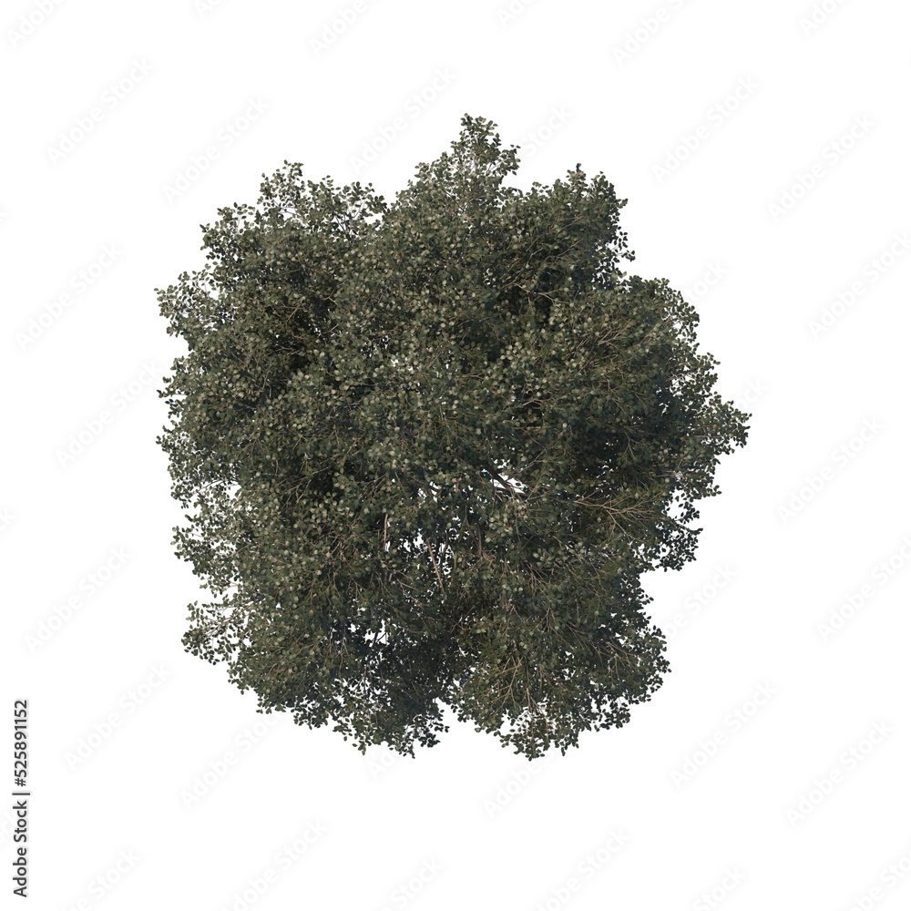 high quality trees from top view realistic 3d render illustrations for ...