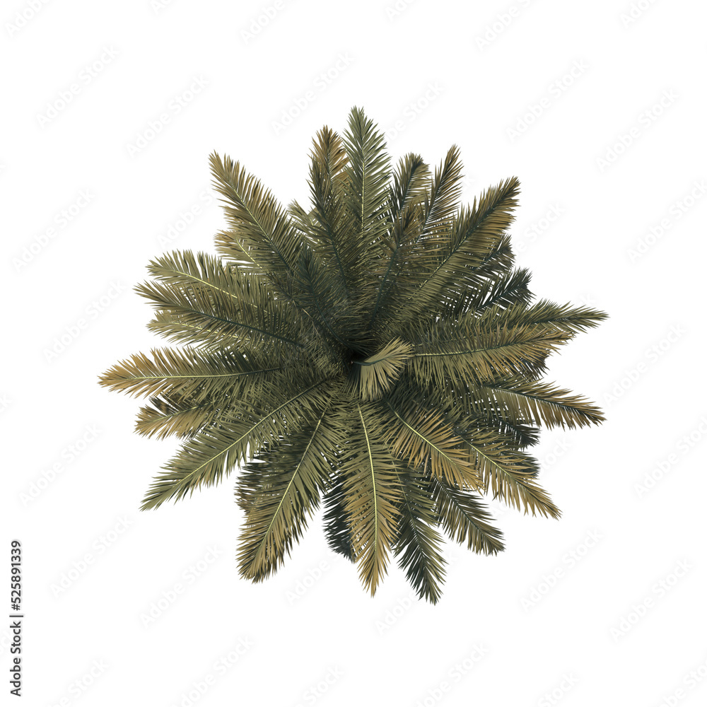 high quality trees from top view realistic 3d render illustrations for ...