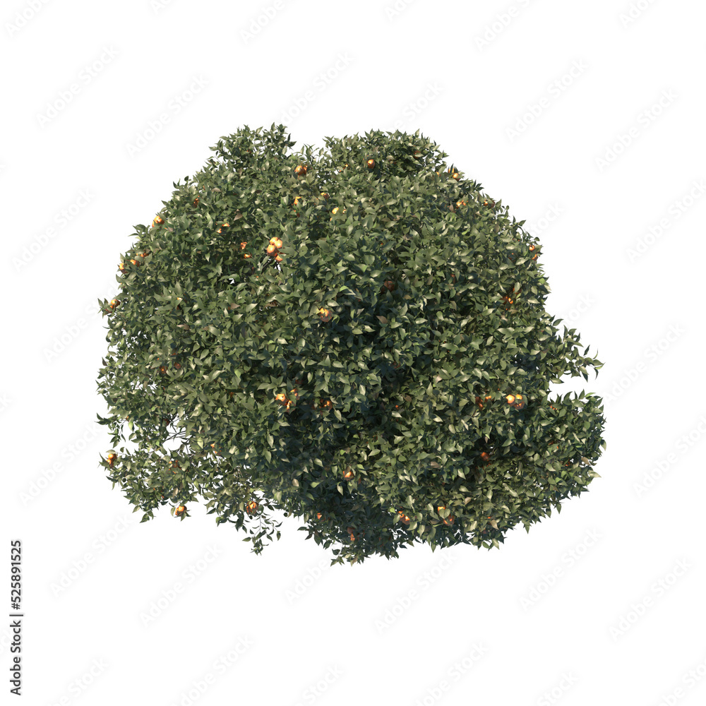high quality trees from top view realistic 3d render illustrations for ...